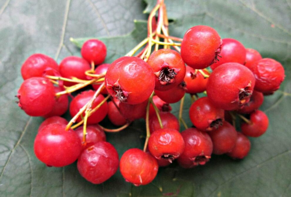 Health Benefits of Hawthorn Berry - SIXMD